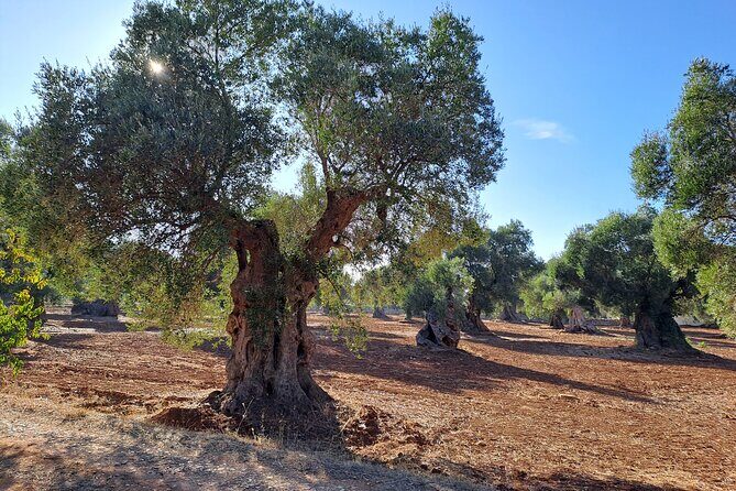 E-bike tour in Ostuni. Oil mill, Dolmen and huge olive trees - FAQ