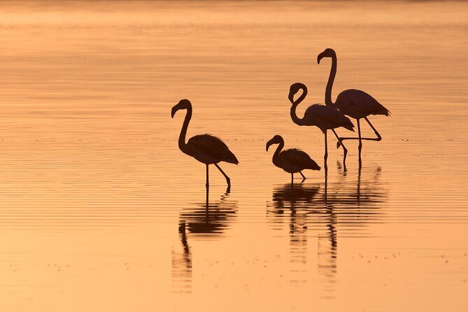 E-bike tour in the Sant'Antioco Salt Marshes at sunset - Practical Tips for Travelers