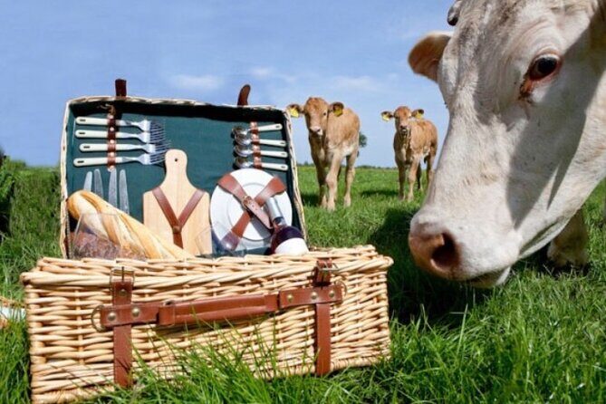 E-bike Tour with Picnic in the Amsterdam Wetlands small group - Key Points