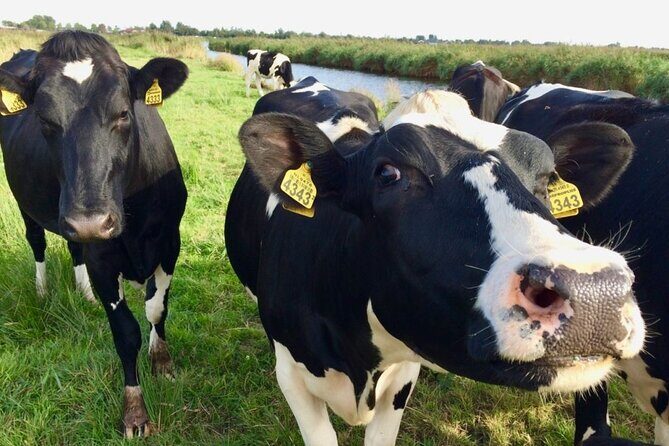E-bike Tour with Picnic in the Amsterdam Wetlands small group - Exploring Waterland: Nature and Local Food
