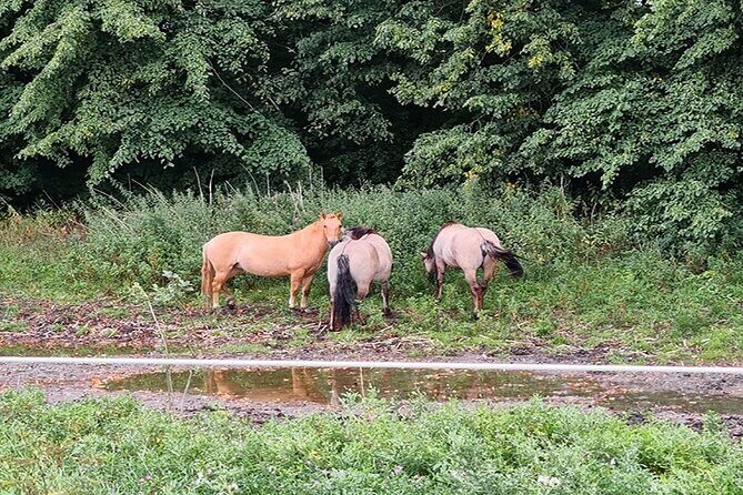 E-biking Northern Forgotten Giants' s Adventure - FAQs