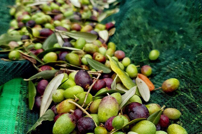 E.V.O. oil of Lake Como tasting+ food pairings - Key Points