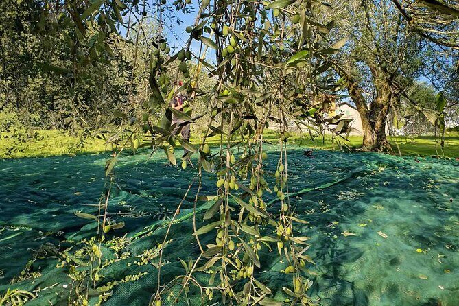 E.V.O. oil of Lake Como tasting+ food pairings - FAQ