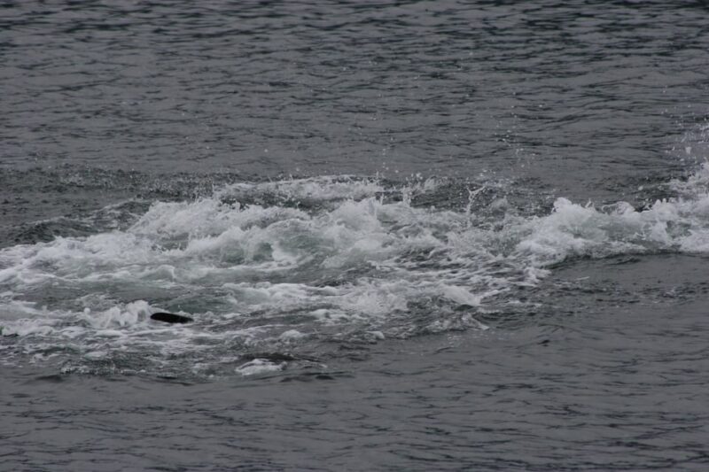 Ear Mountain Charters tours: whale watching or fishing - Key Points