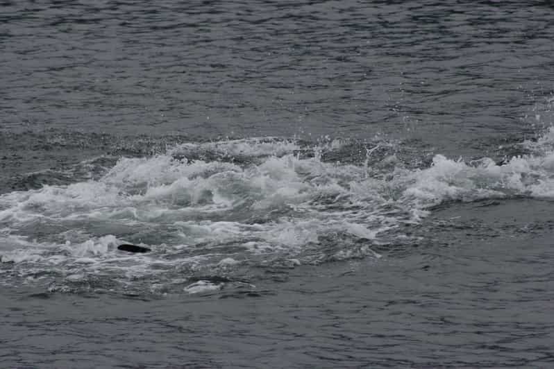 Ear Mountain Charters tours: whale watching or fishing - Authentic Reviews and Insights