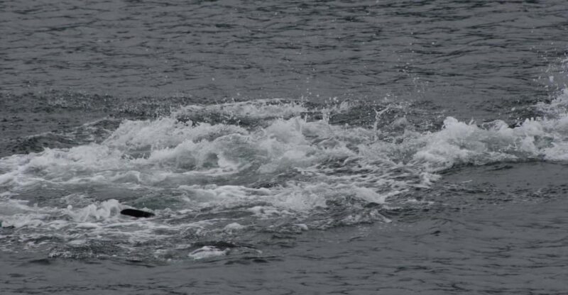 Ear Mountain Charters tours: whale watching or fishing - Final Thoughts