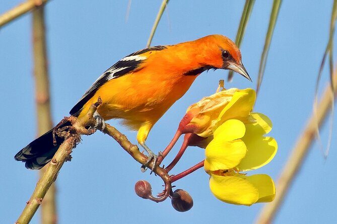 Early Birdwatching Eco City Tour Exper. + 2 Locations & Breakfast - What Travelers Are Saying (Based on Reviews)