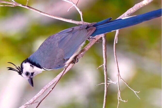 Early Birdwatching Eco City Tour Exper. + 2 Locations & Breakfast - Who Will Love This Tour?