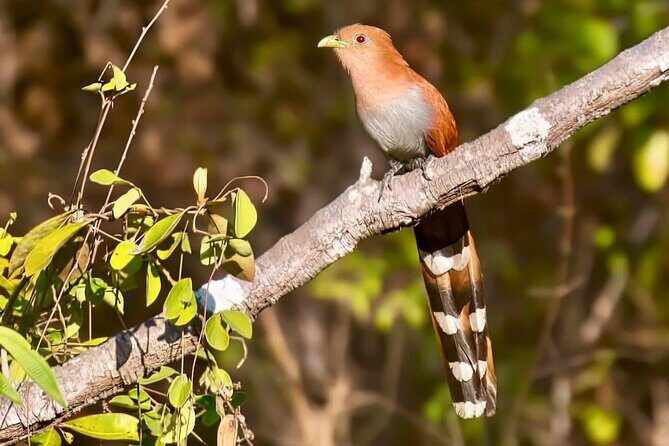 Early Birdwatching Eco City Tour Exper. + 2 Locations & Breakfast - Final Thoughts