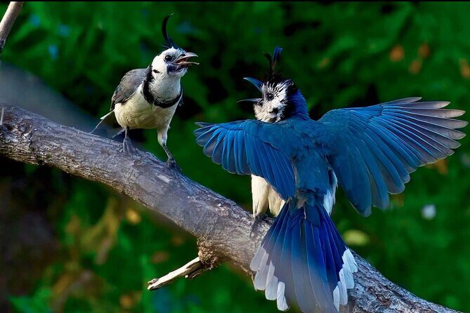 Early Birdwatching Eco City Tour Exper. + 2 Locations & Breakfast - FAQ