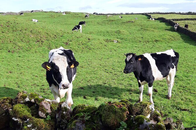 East Coast Van Tour (Half Day) | Terceira Island - Final Thoughts