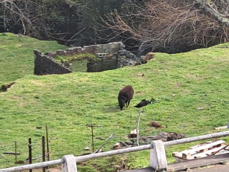 EAST MADEIRA:,Peaks, Forest walk,Thatched Roofs, Rum factory - A Deep Dive into the Madeira East Tour