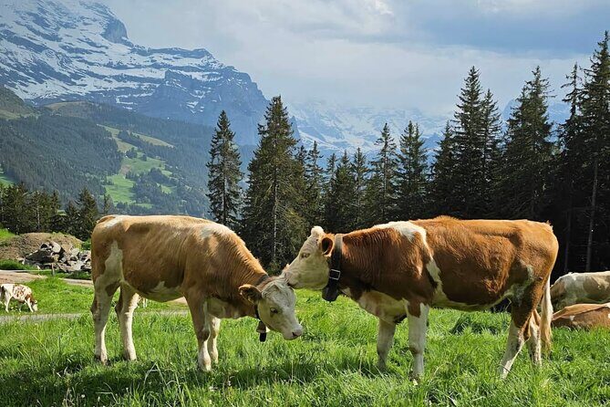 Easy countryside tour in Swiss Alps - kids friendly - Exploring the Swiss Alps: An Honest Review of the Lauterbrunnen Countryside Tour