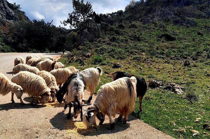 Eat & Crete Food Tour [non-touristy] Chania Villages - Authenticity and Value