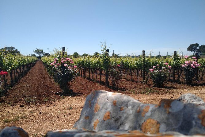 Ebike tours: Alberobello and the wines of Valle d'Itria - FAQs