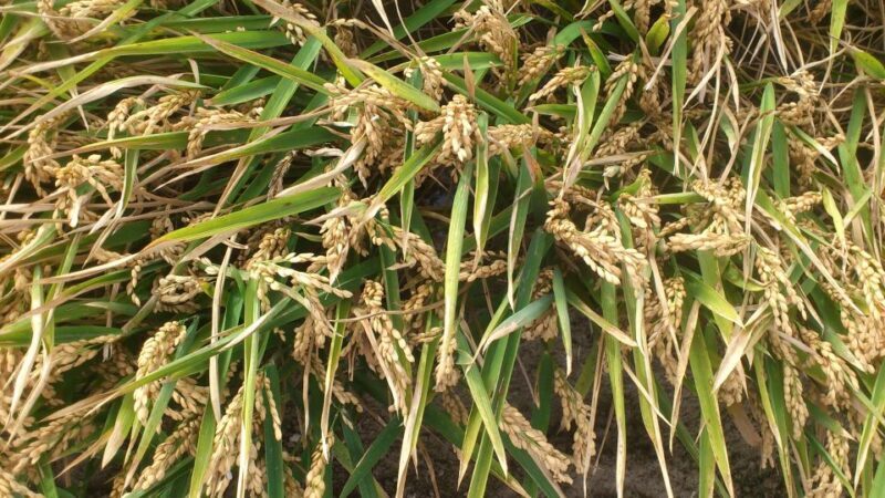 Ebro Delta: Northern Delta Guided Tour with a Local - Islands and Lagoon