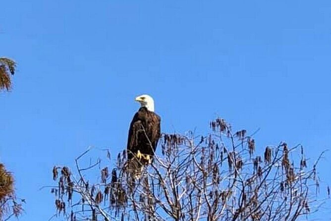 Eco Adventure Scenic Wildlife Boat Cruise - The Experience from Past Travelers’ Perspectives