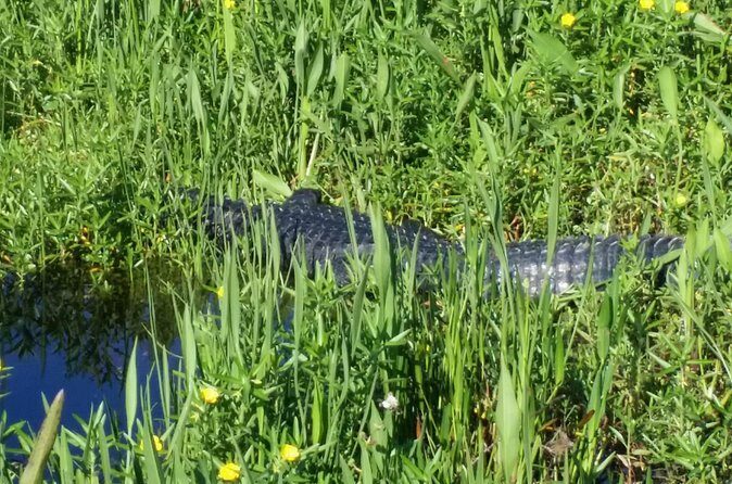 Eco Adventure Scenic Wildlife Boat Cruise - Frequently Asked Questions