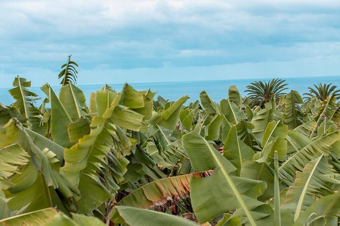 Eco banana farm Tour - Authentic Eco Banana Farm Tour in Tenerife: A Natural and Sustainable Journey