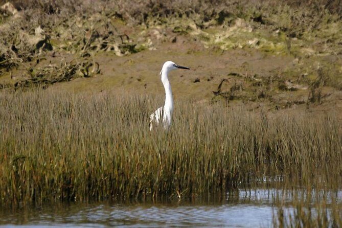 Eco Boat Tour in the Ria Formosa Lagoon from Faro - FAQs