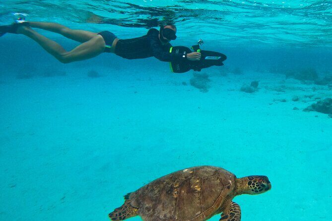 Eco Friendly Sea Scooter Turtle Tour in Rarotonga - Why This Tour Offers Great Value