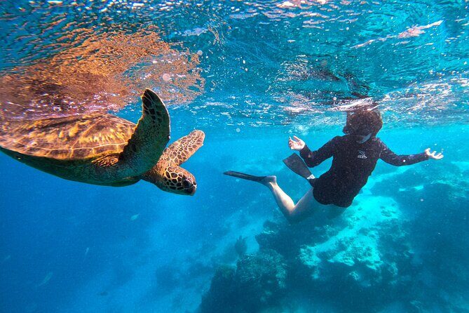 Eco Friendly Sea Scooter Turtle Tour in Rarotonga - Who Should Book This Tour?