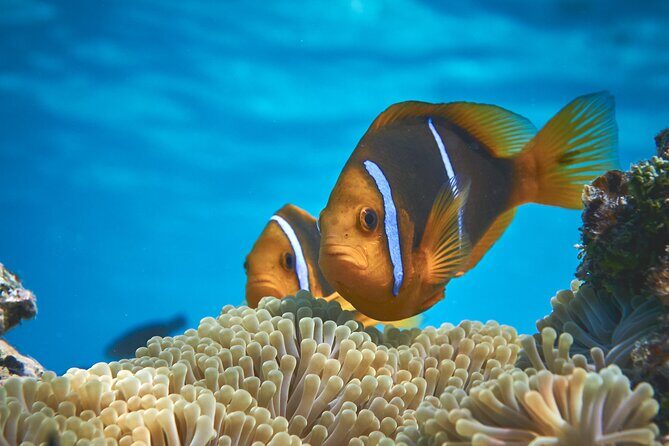 Eco guided excursion to the lagoon of Moorea in a transparent kayak Afternoon 2h - What Do We Think About the Price?