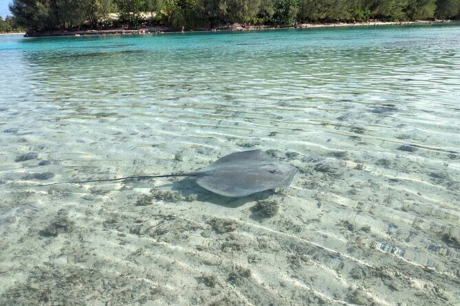 Eco guided excursion to the lagoon of Moorea in a transparent kayak Afternoon 2h - The Experience in a Nutshell