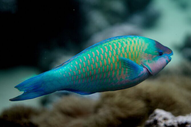 Eco guided excursion to the lagoon of Moorea in a transparent kayak Afternoon 2h - FAQs