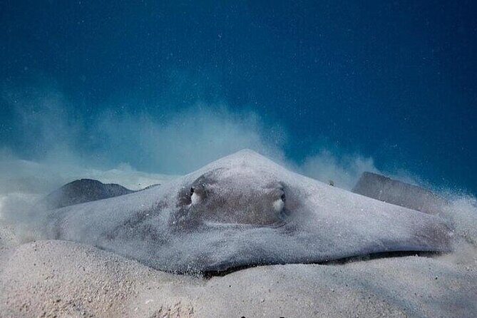 Eco guided excursion to the lagoon of Moorea in transparent kayak 1/2 day morning - Key Points