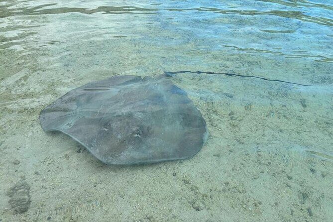 Eco Kayak Excursion in Moorea Lagoon for a Day - Authentic Experiences Highlighted by Reviewers