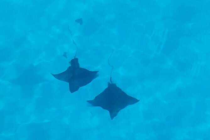 Eco Kayak Excursion in Moorea Lagoon for a Day - The Bottom Line: Who Is This Tour For?