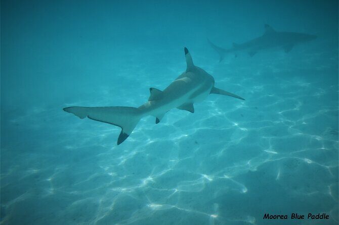 Eco Kayak Excursion in Moorea Lagoon for a Day - Final Thoughts