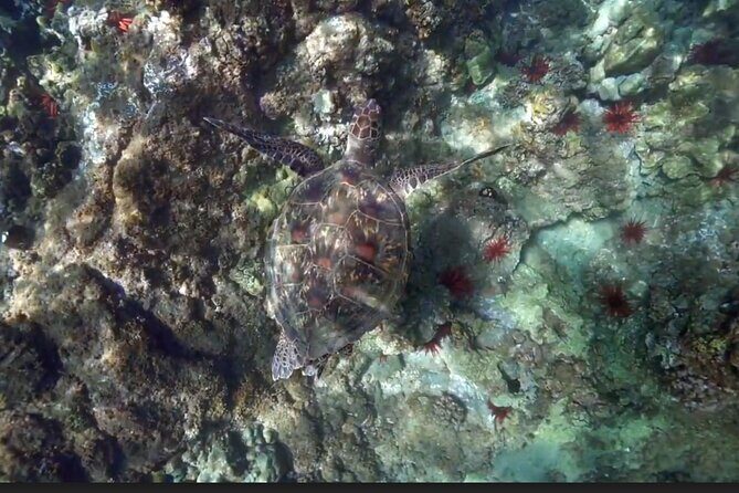 Eco Sea Scooter Beach Entry - Rent a GoPro Video tape Sea Turtles - Pricing & Value