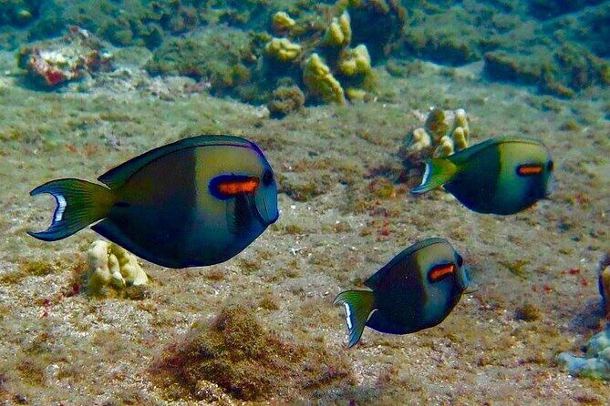 Eco Sea Scooter Beach Entry - Rent a GoPro Video tape Sea Turtles - Practical Tips to Maximize Your Experience