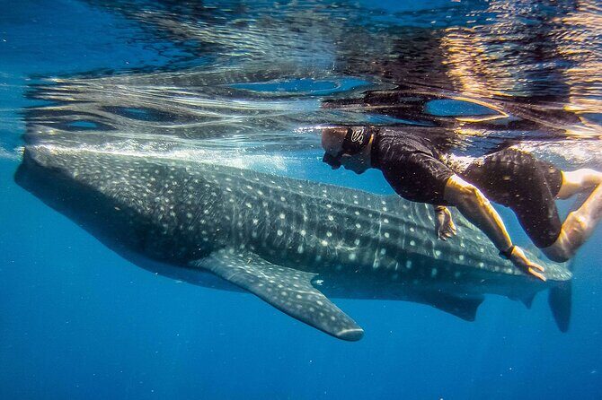 Eco Whale Shark Encounter - Authentic Experiences from Reviews