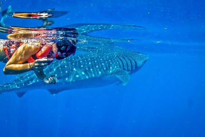 Eco Whale Shark Encounter - FAQs
