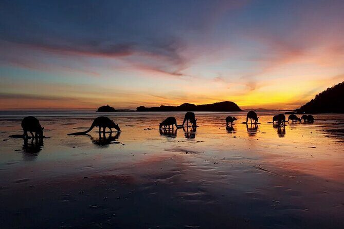 Eco Wildlife Two-Day Tour Platypus & Kangaroos - Key Points