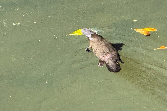 Eco Wildlife Two-Day Tour Platypus & Kangaroos - Authentic Experiences and What You’ll Take Away