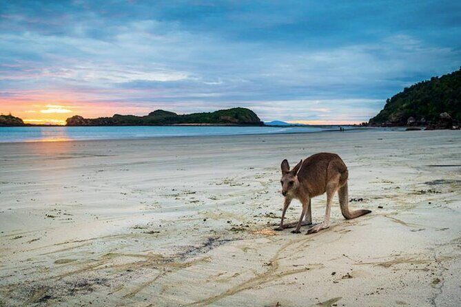 Eco Wildlife Two-Day Tour Platypus & Kangaroos - Final Thoughts: Who Is This Tour Perfect For?