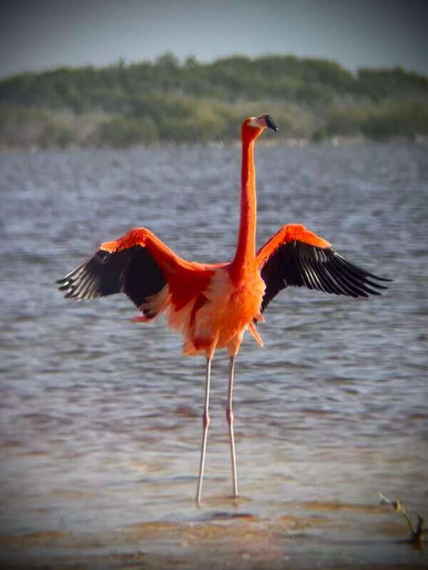 ECOSAFARI - Key Points: