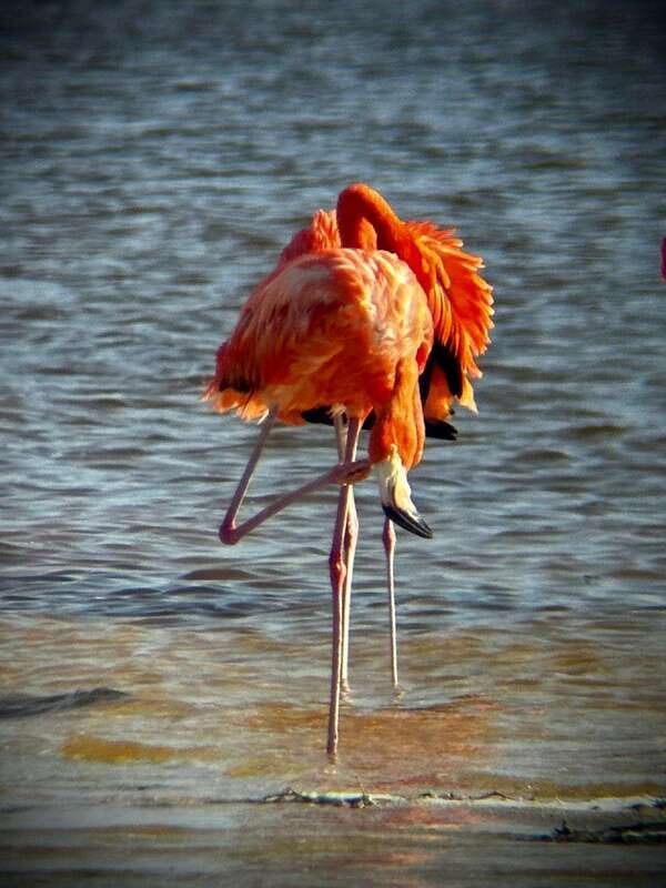 ECOSAFARI - An In-Depth Look at ECOSAFARI