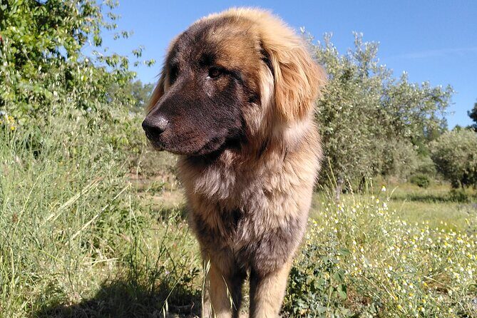 Ecotourism: Organic Farm & Animal Tour near Serra da Estrela - FAQ