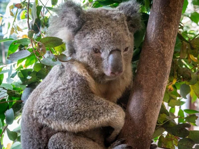 Eden: Panboola Wetlands and Potoroo Palace Tour with Lunch - Who Should Book This Tour?