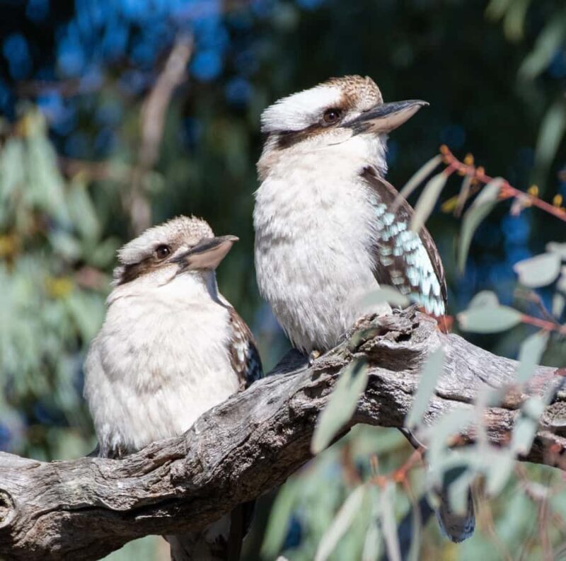 Eden: Sapphire Coast 4 Hour Shore Excursion - Practical Details and Value