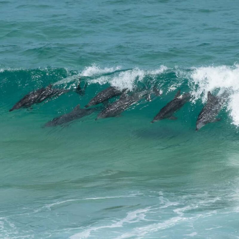 Eden: Sapphire Coast 4 Hour Shore Excursion - Who Will Love This Tour?