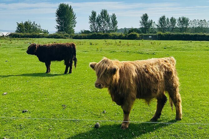 Edinburgh City 4-Hour Private Guided Black Taxi Tour Experience - FAQs about the Edinburgh City 4-Hour Private Guided Black Taxi Tour