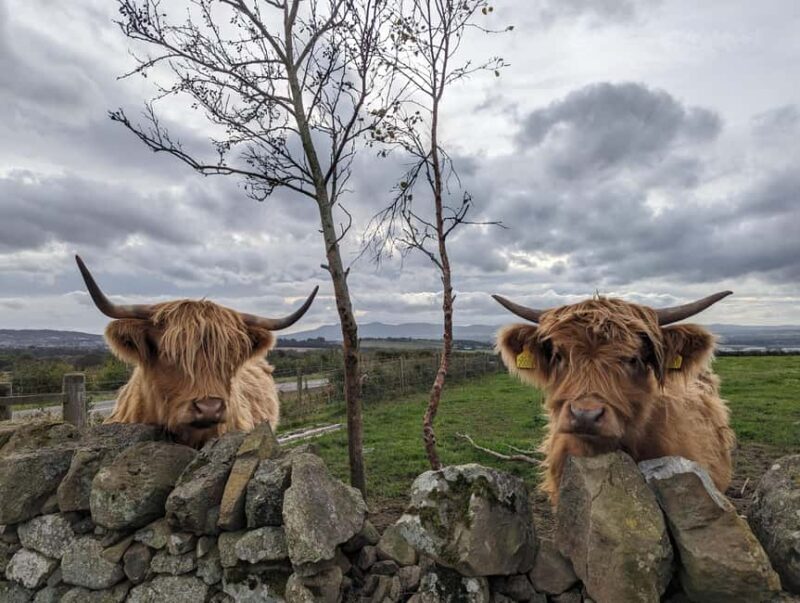 Edinburgh: Harry Potter, Glenfinnan & Highlands Private Tour - Transport, Guides, and Overall Value