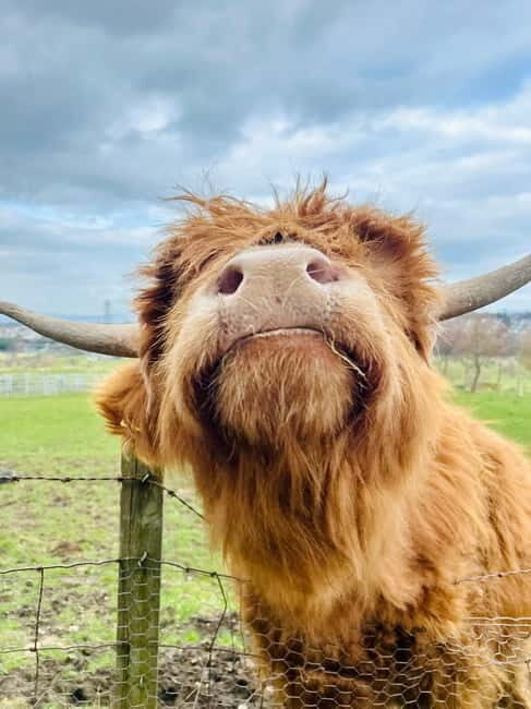 Edinburgh: Highland Cow, Blackness Castle, and Cake Tour - Edinburgh: Highland Cow, Blackness Castle, and Cake Tour – A Genuine Taste of Scotland