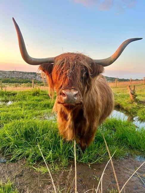 Edinburgh: Highland Cow, Blackness Castle, and Cake Tour - An Honest Look at What the Tour Offers